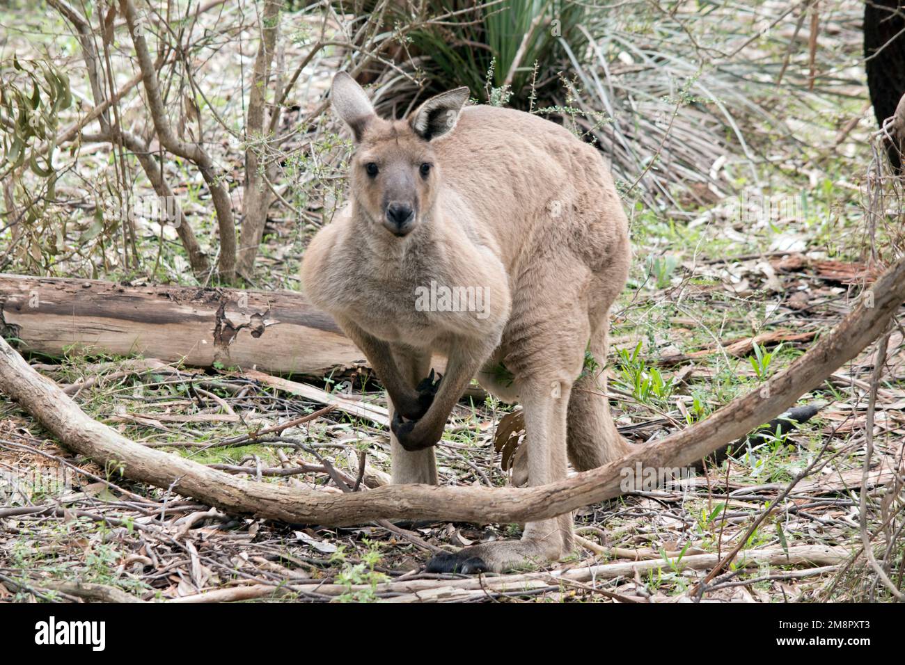 the male western grey kangaroo is large and muscular Stock Photo - Alamy