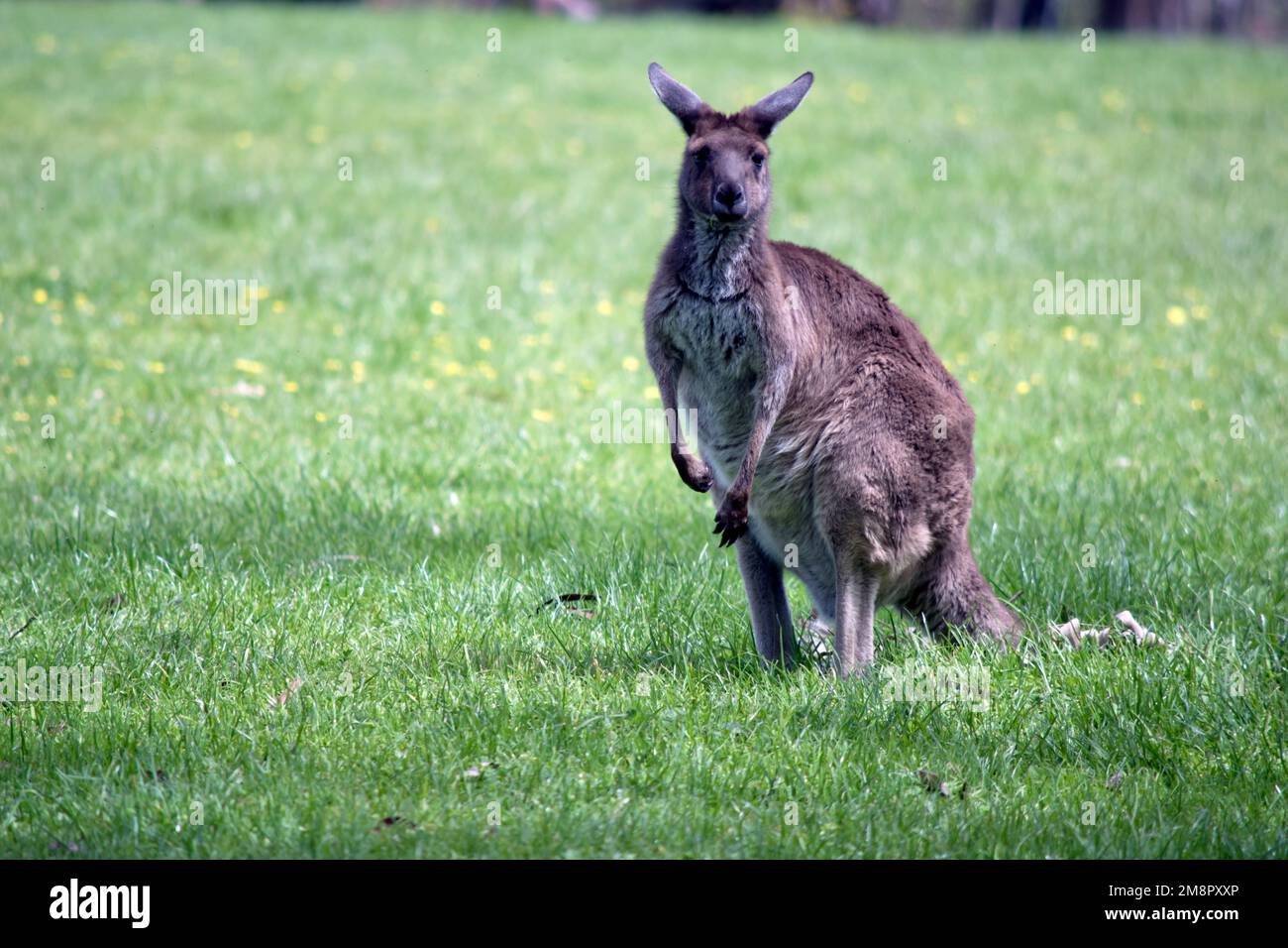 the western grey kangaroo is standing in a field Stock Photo - Alamy