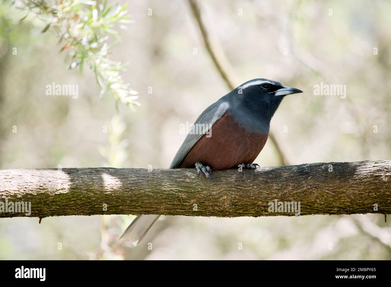 white browed woodswallow is a grey bird with a pink front and whit eye ...