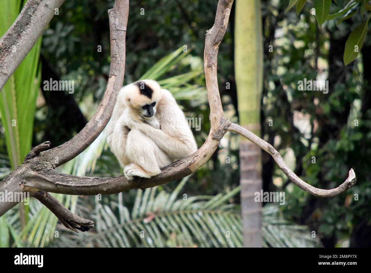 the female white cheeked monkey is a light golden color with a black ...