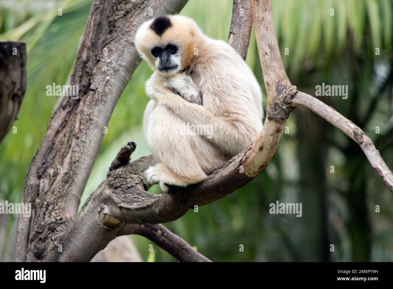 the female white cheeked monkey is a light golden color with a black ...