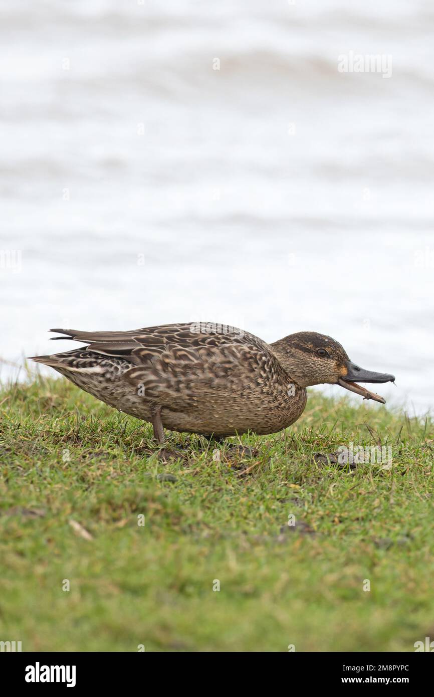 Quacking bird hi-res stock photography and images - Alamy