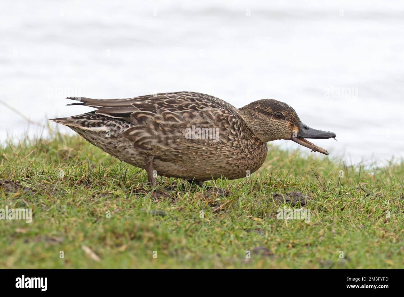 Quacking bird hi-res stock photography and images - Alamy