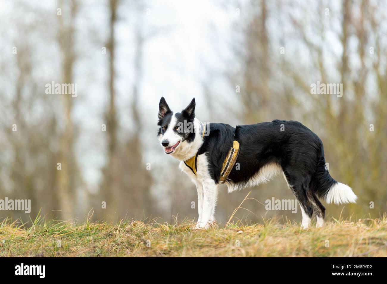 beautiful border collie is standig with his harness across a meadow in ...