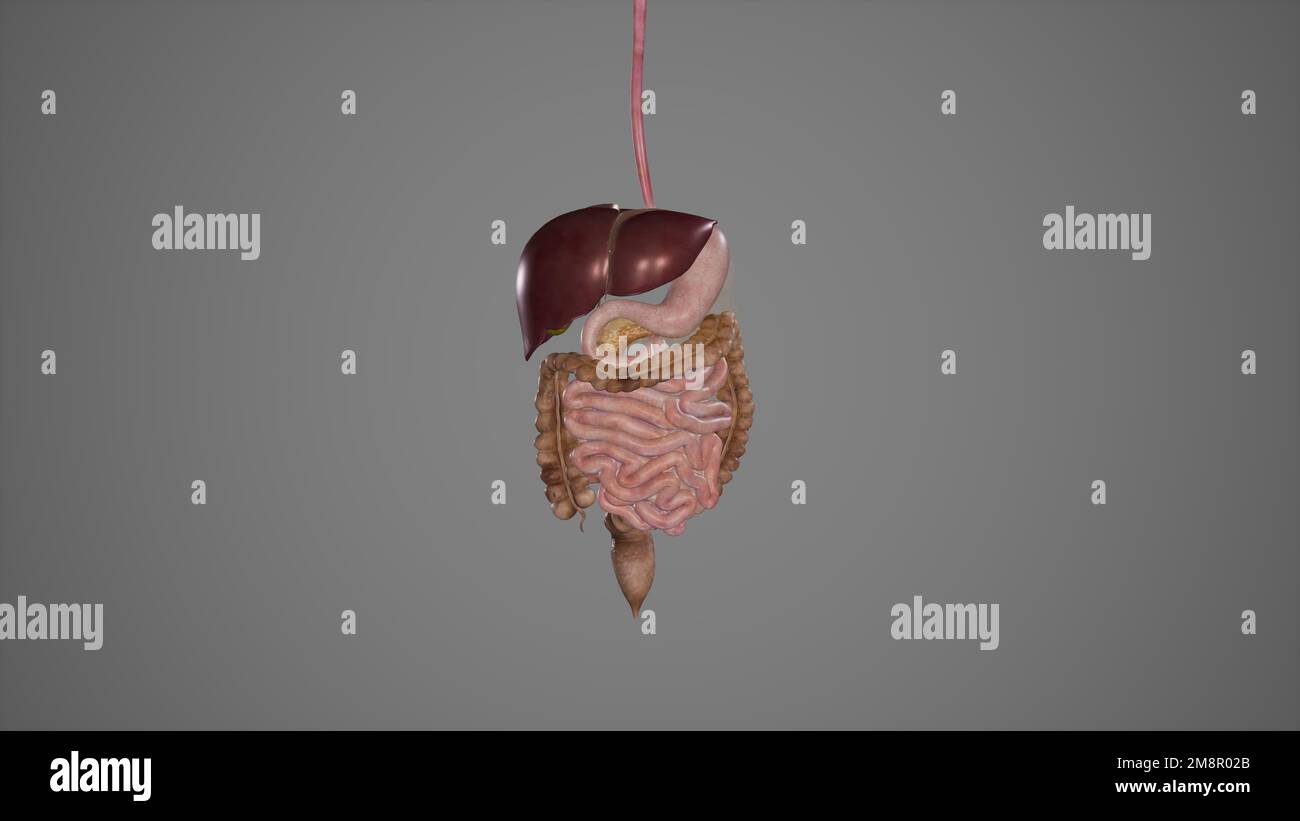 Human digestive system isolated,3D rendering Stock Photo - Alamy