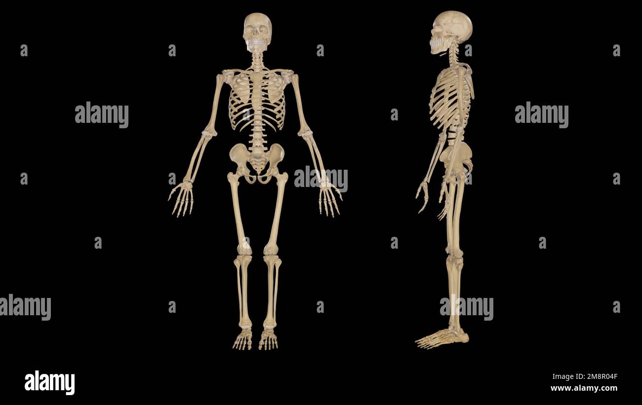 Anterior and left lateral view of skeletal system,3D rendering Stock Photo - Alamy