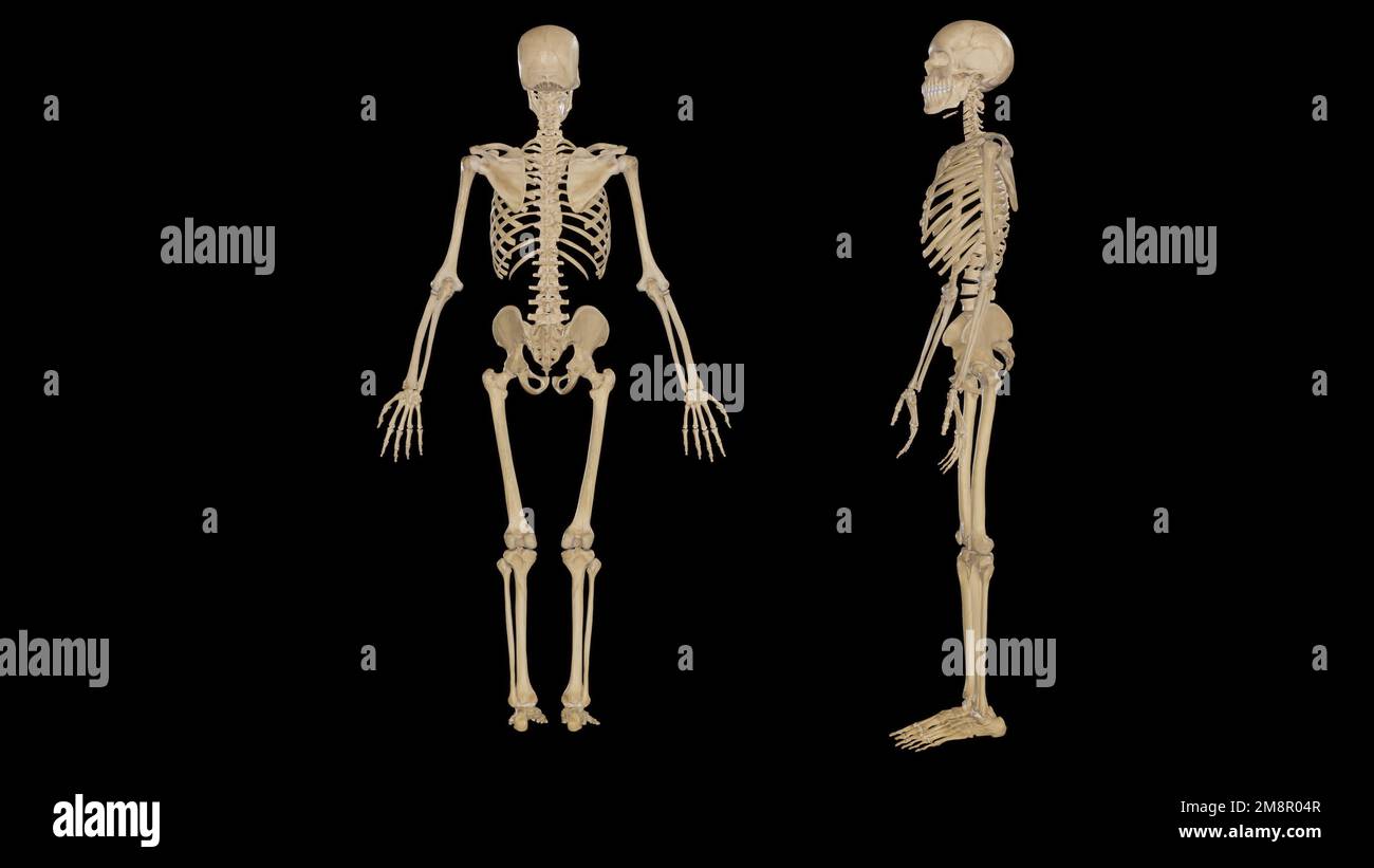 Posterior and left lateral view of skeletal system,3D rendering Stock ...