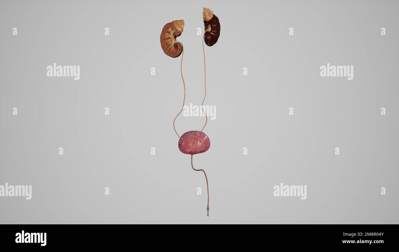 Anatomy of human urinary system,3D rendering Stock Photo - Alamy