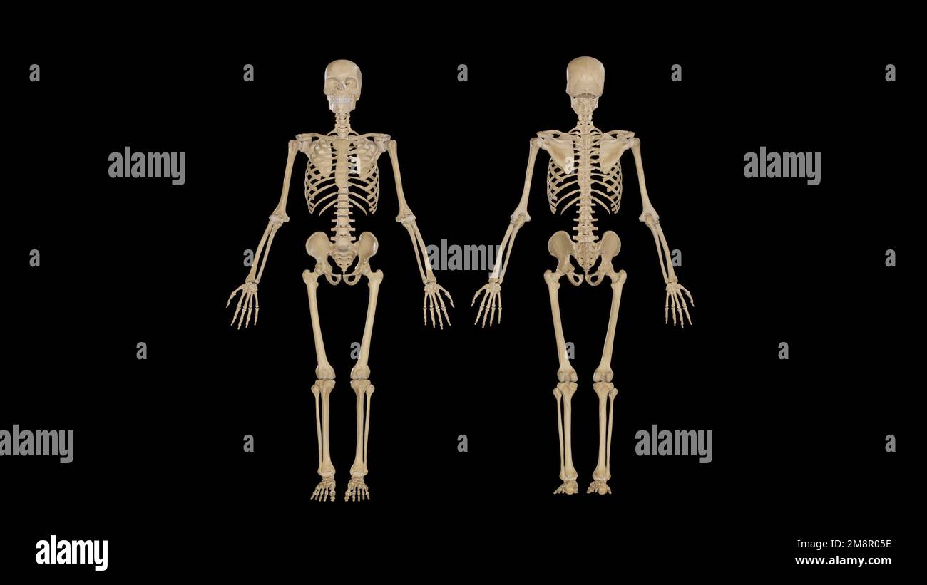 Evolution Of The Skeletal System