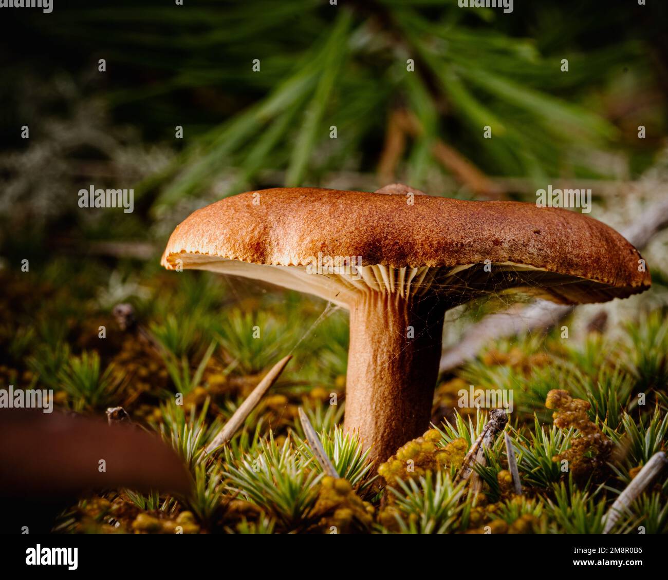 The rufous milkcap hi-res stock photography and images - Alamy