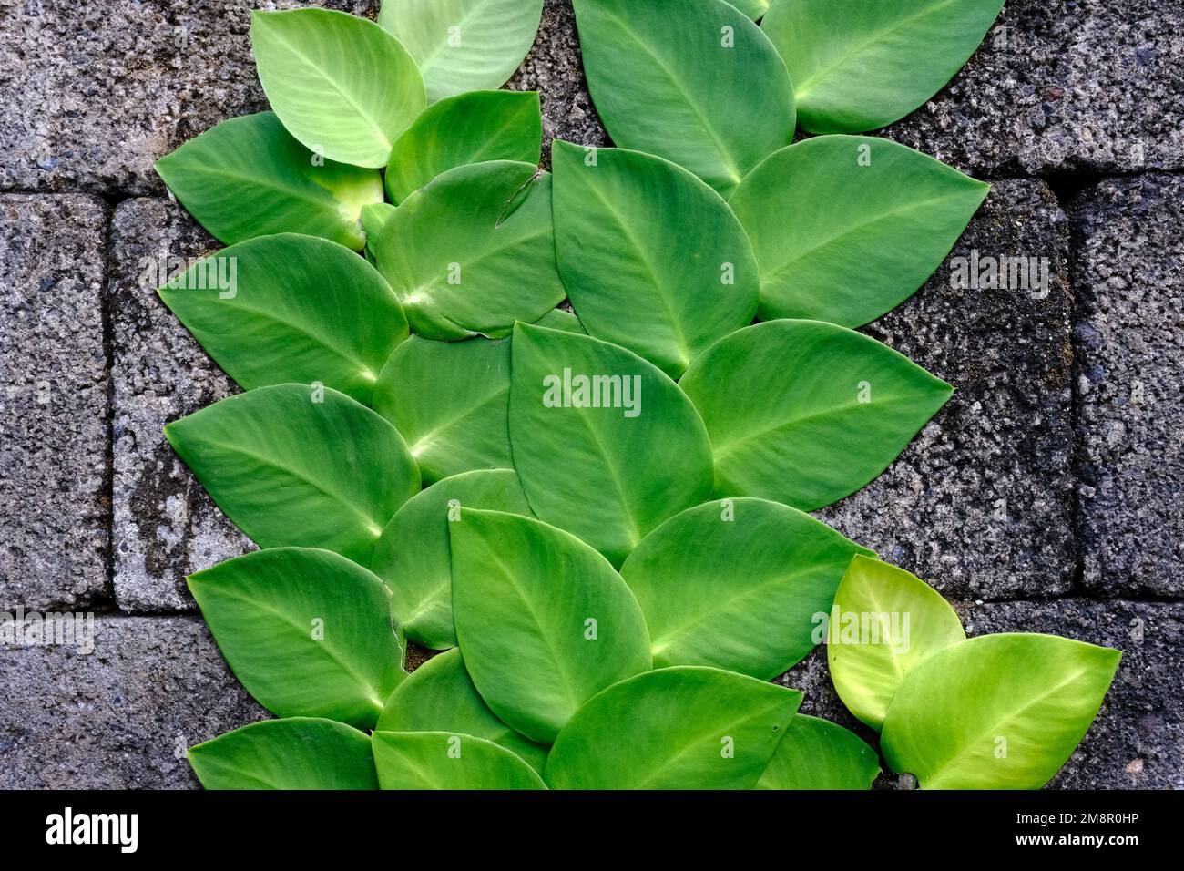 Indonesia Bali - Ubud green leaves wall background Stock Photo - Alamy