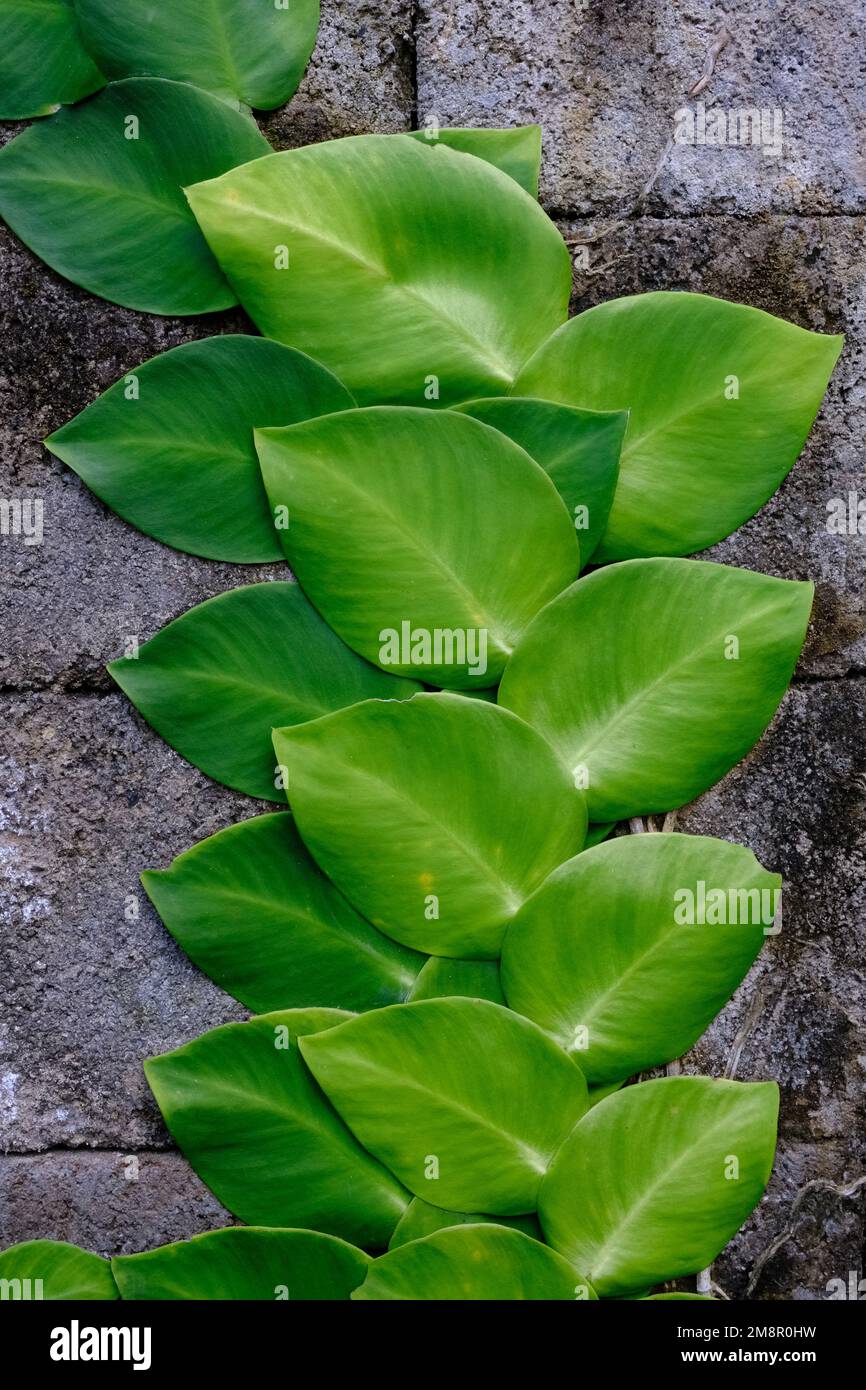 Indonesia Bali - Ubud green leaves wall background Stock Photo - Alamy
