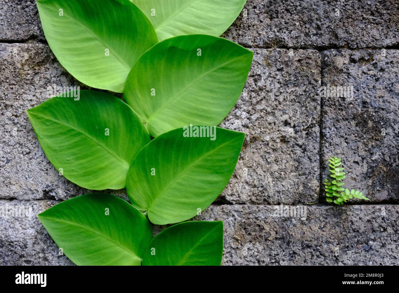 Indonesia Bali - Ubud green leaves wall background Stock Photo - Alamy