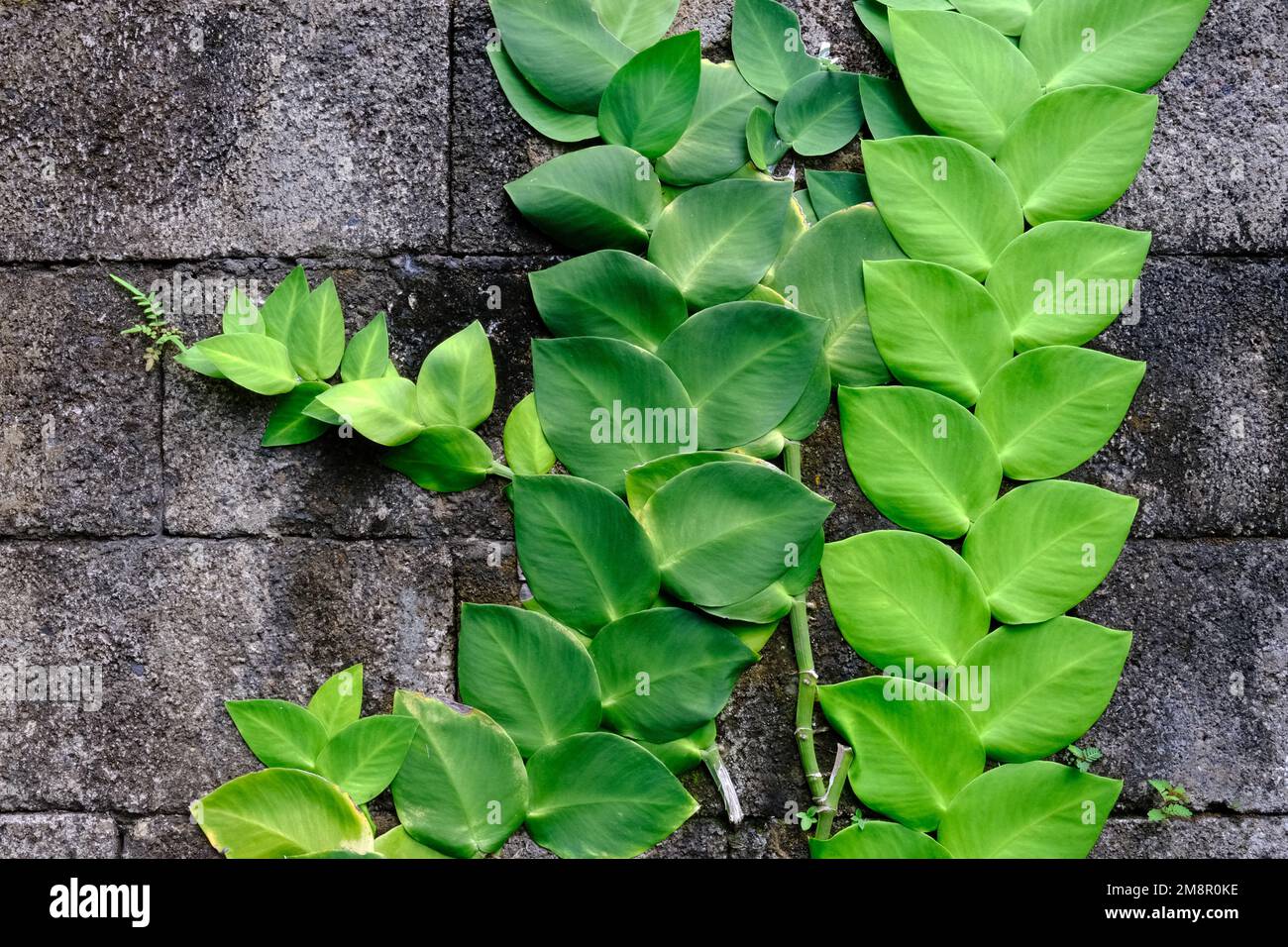 Indonesia Bali - Ubud green leaves wall background Stock Photo - Alamy
