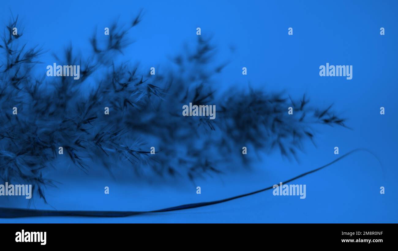 Pampas grass blue on a blue background. Softness. background. For the ...