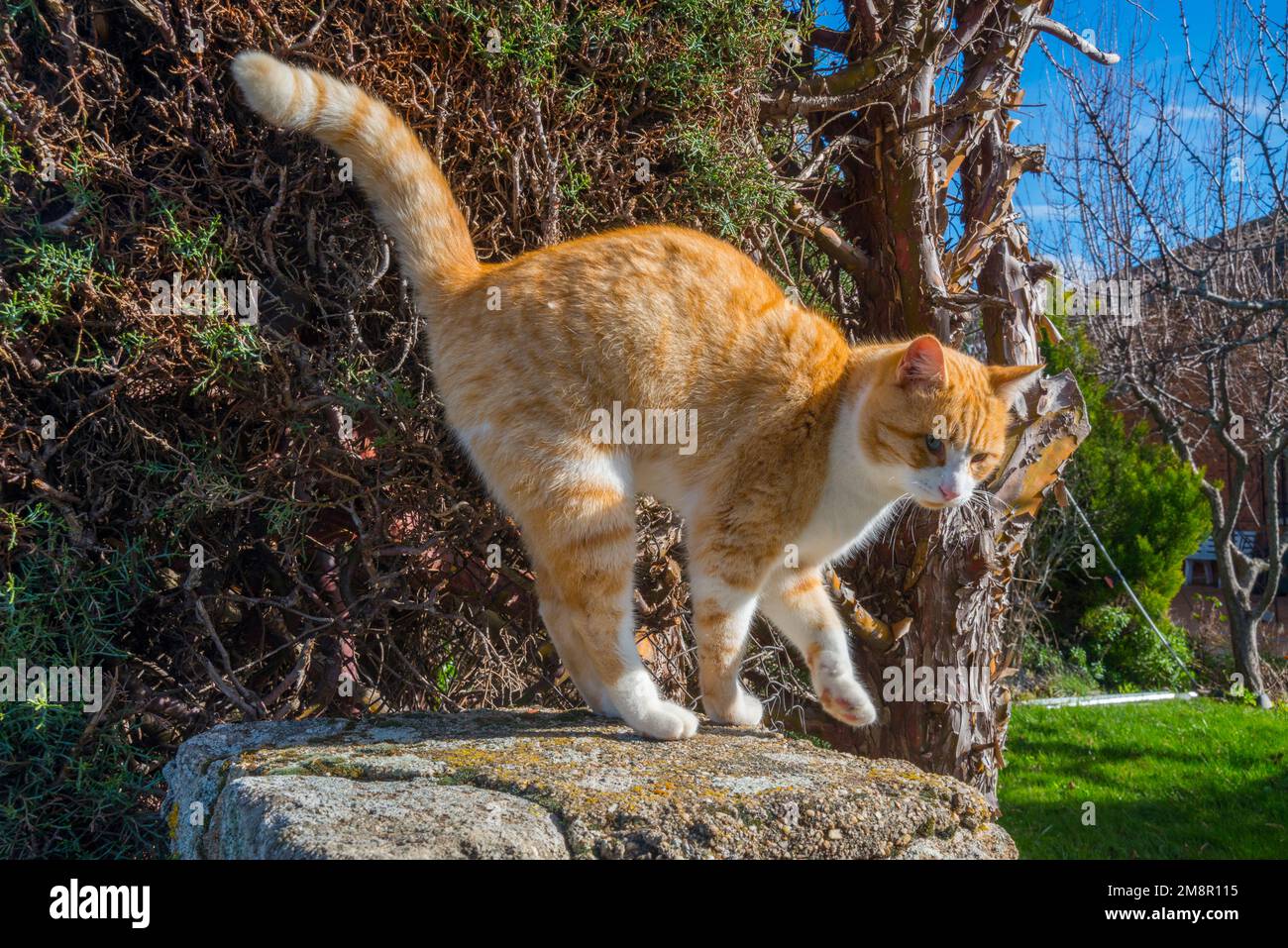 Macho adulto blanco hi-res stock photography and images - Alamy