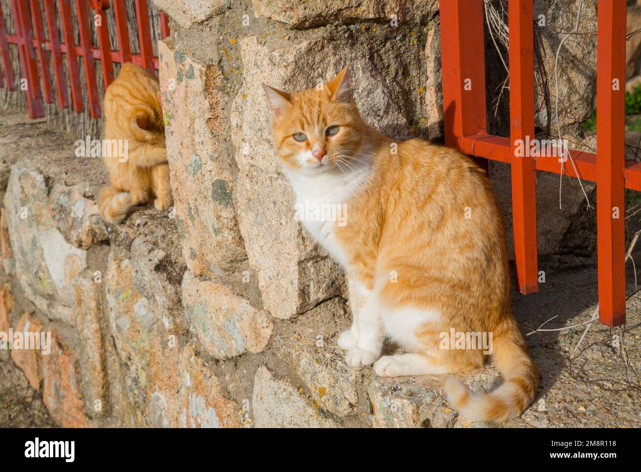 Two stray cats Stock Photo - Alamy