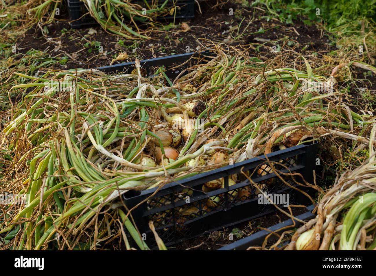 Onions with green leaves laid out for drying in a black plastic ...