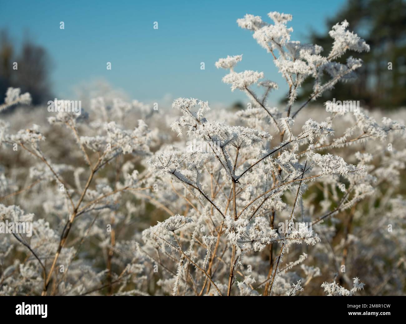 detailed close up of ice and frost formed on winter meadow plants ...