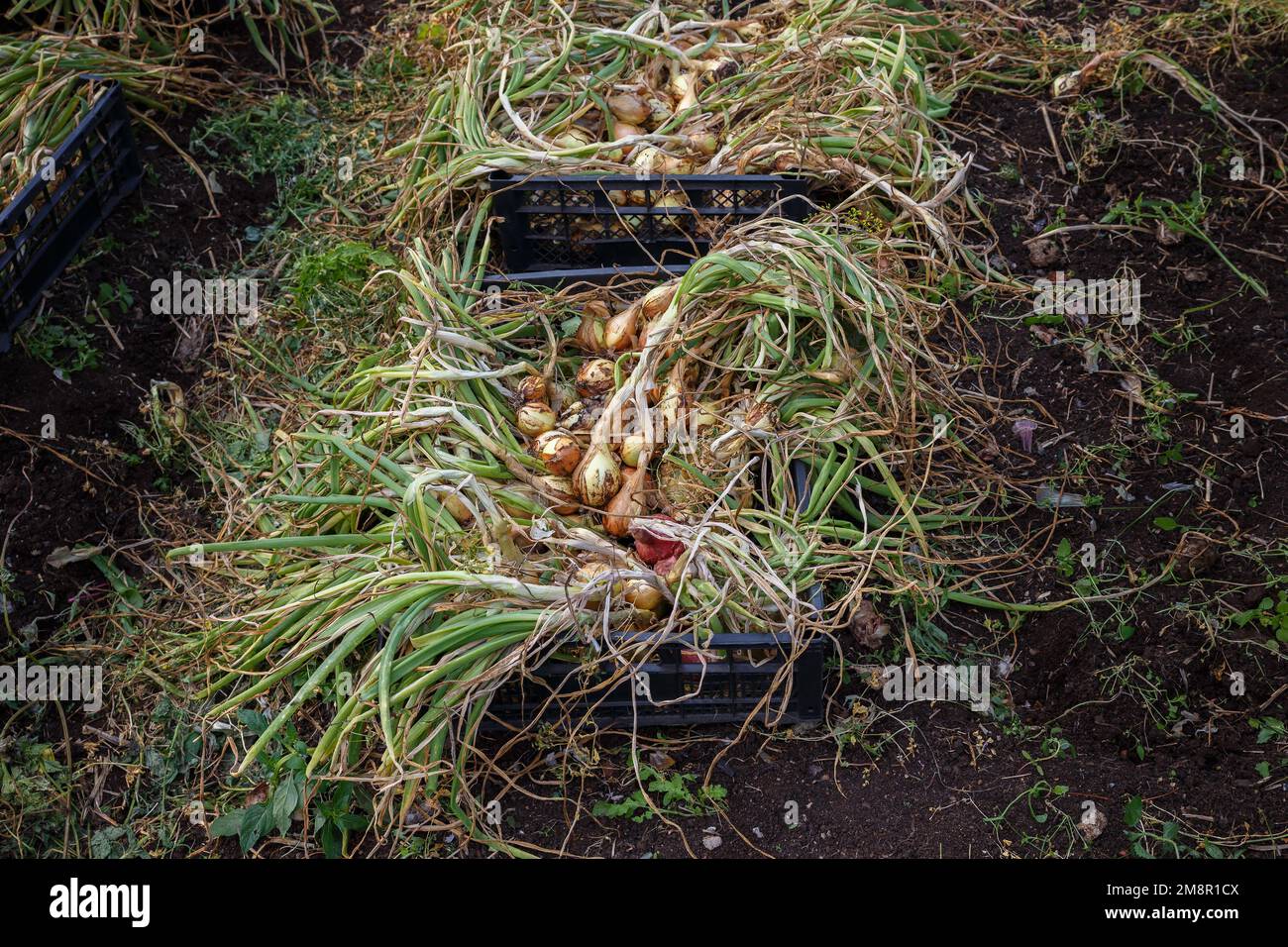 Onions with green leaves laid out for drying in a black plastic ...
