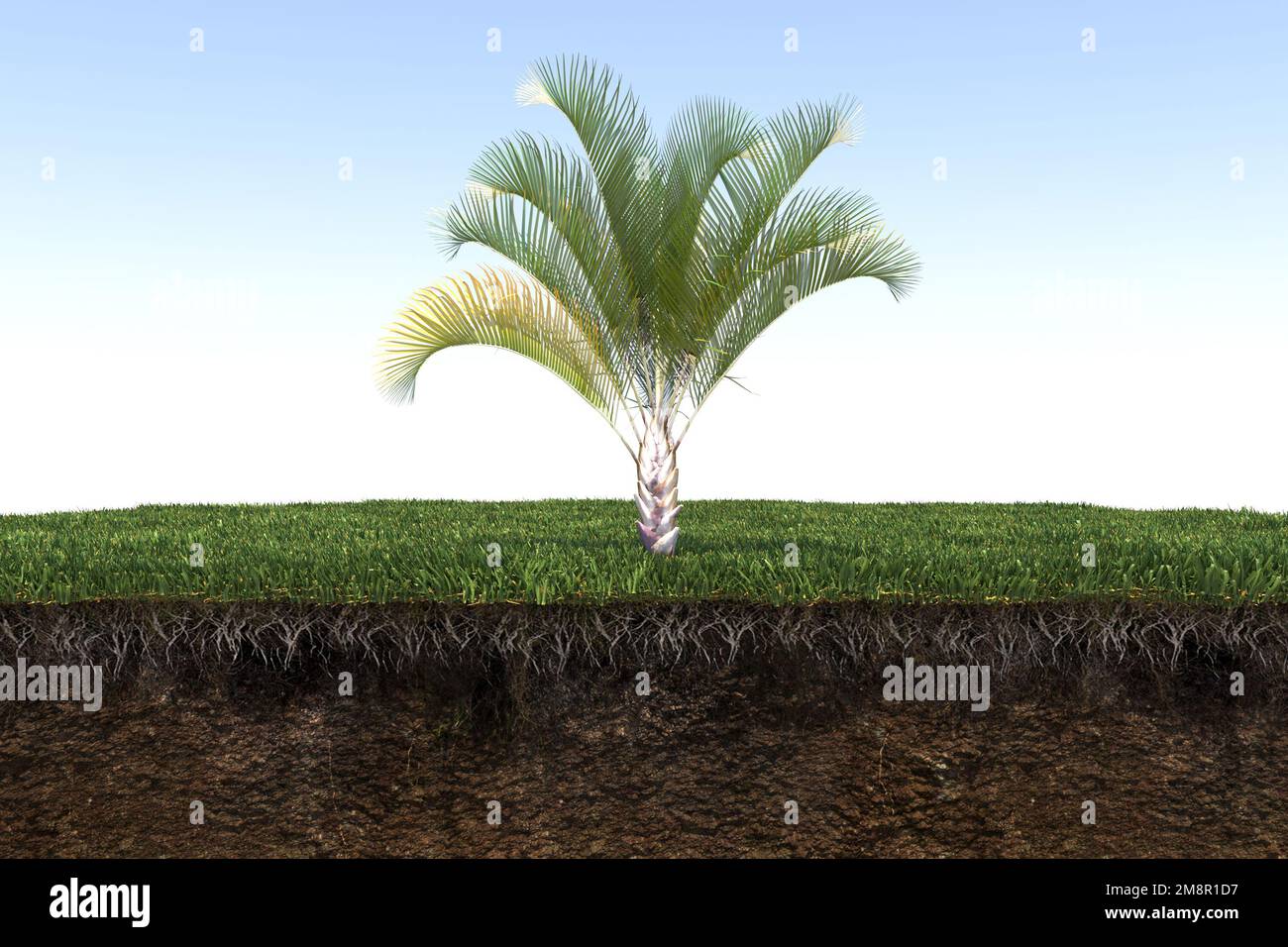 tree on the grass and a slice of soil under it, 3d render Stock Photo ...