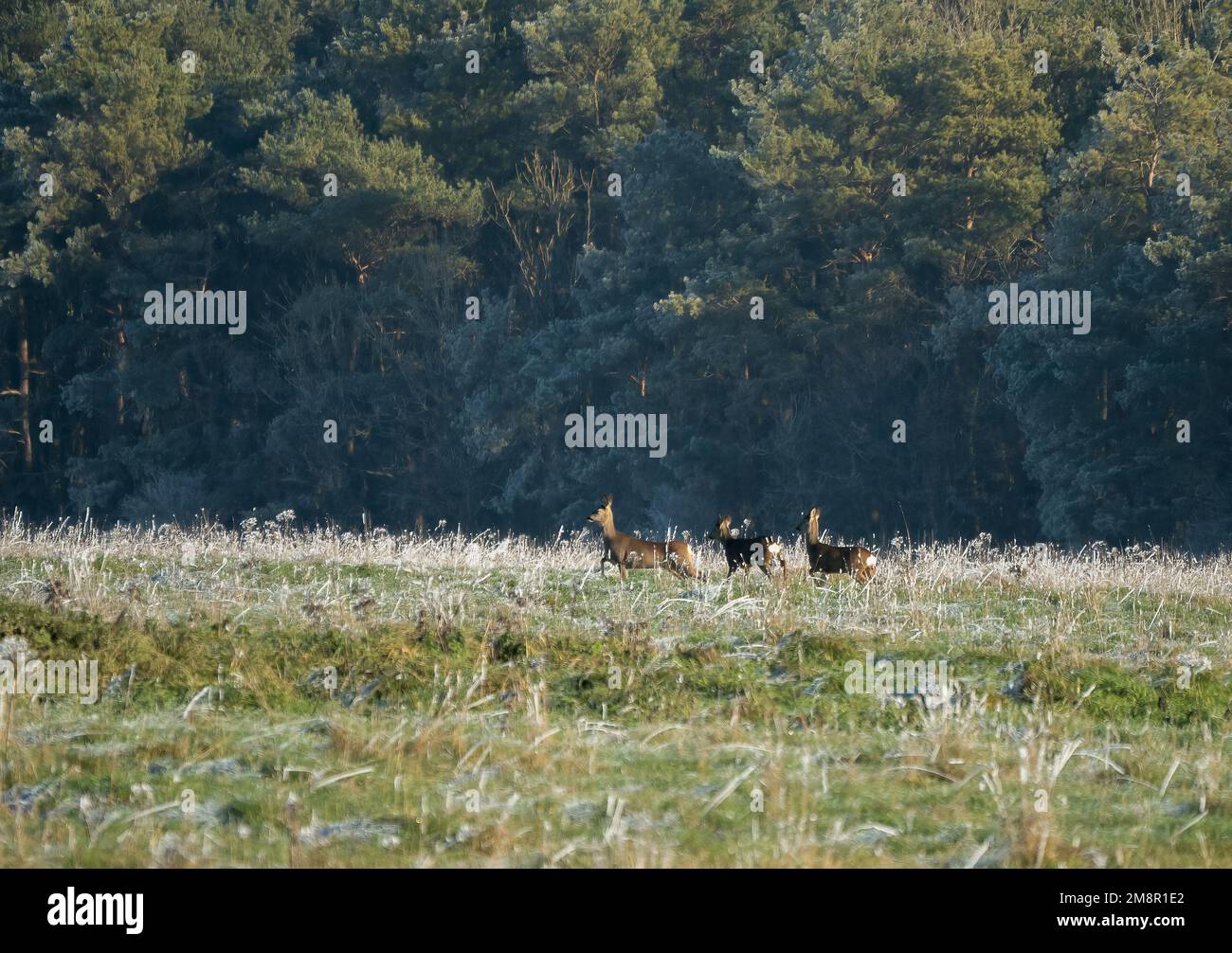 herd of Wild Roe Deer (Capreolus capreolus) running acroos grass ...