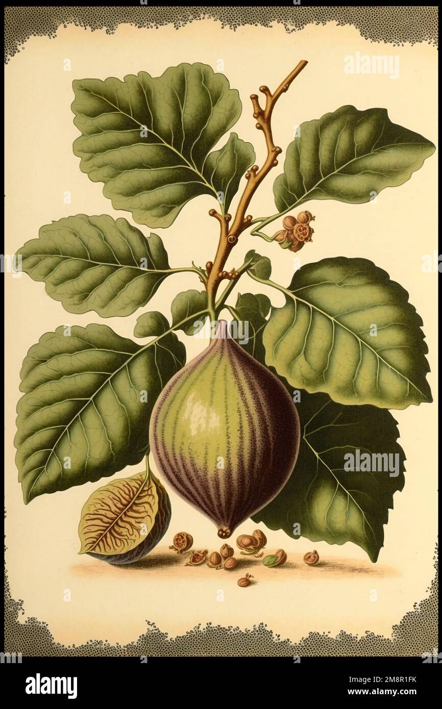 Fig vintage fig ficus lithograph hi-res stock photography and images ...