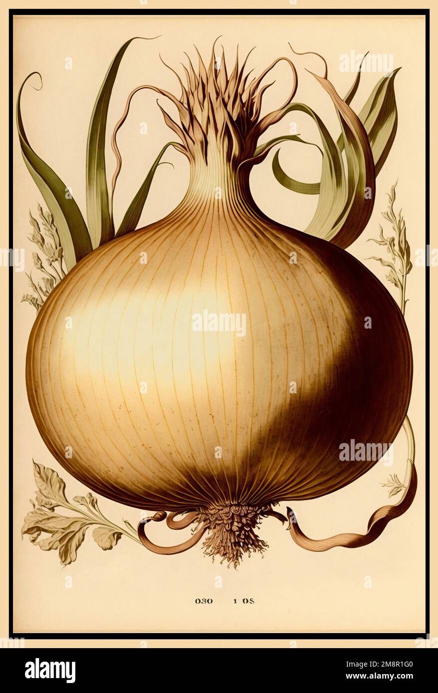 Vintage fruit vegetable illustration hi-res stock photography and ...