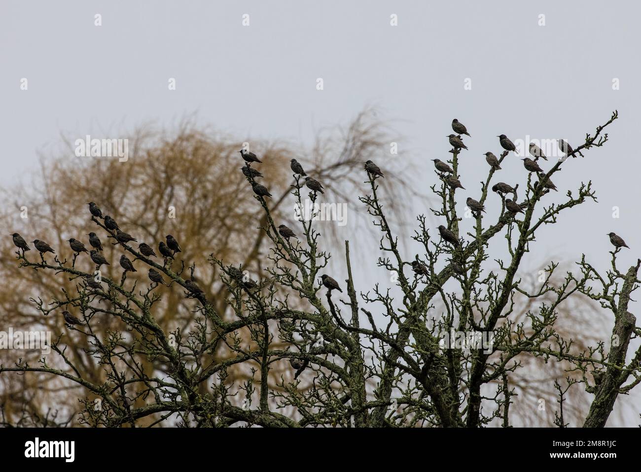 Neuhausen, Germany. 15th Jan, 2023. Starlings sitting in an apple tree ...
