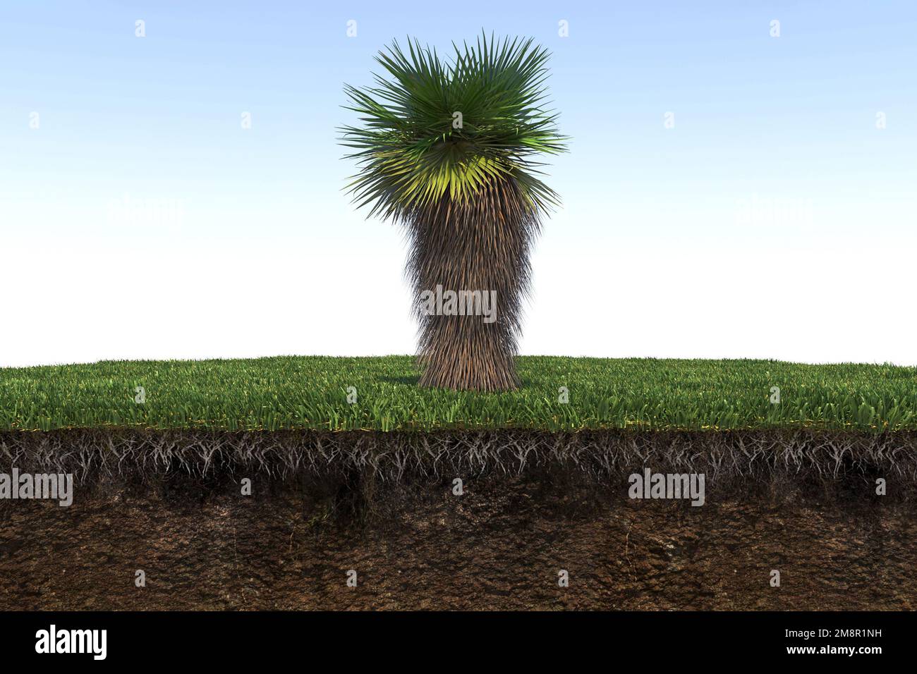tree on the grass and a slice of soil under it, 3d render Stock Photo ...