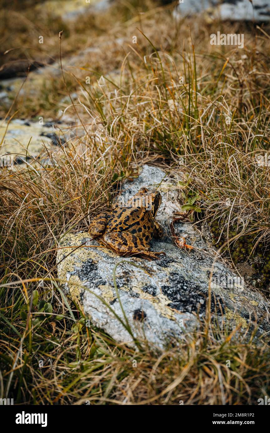 A vertical shot of a frog on a rock surrounded by dry grass Stock Photo ...