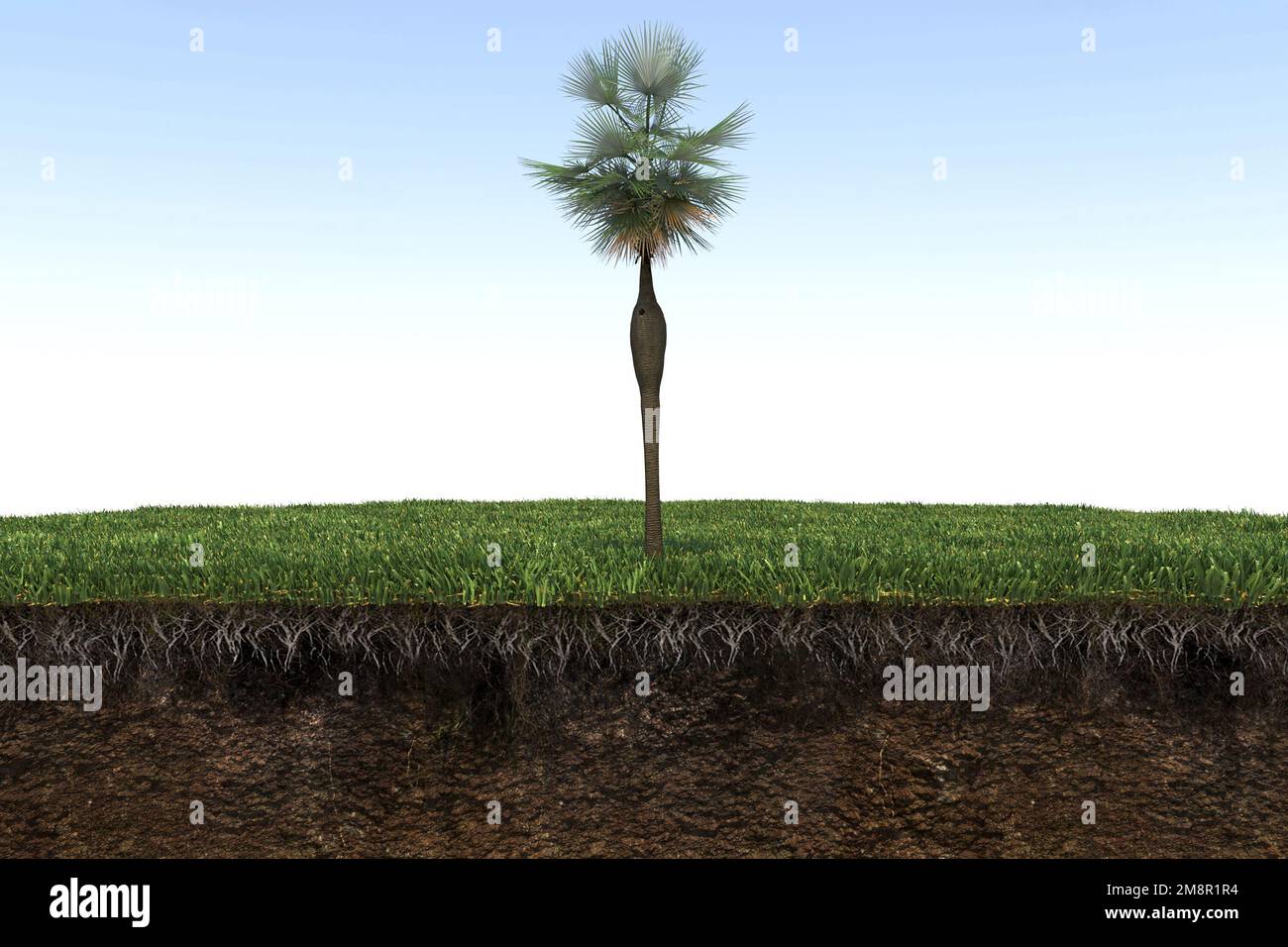 tree on the grass and a slice of soil under it, 3d render Stock Photo ...