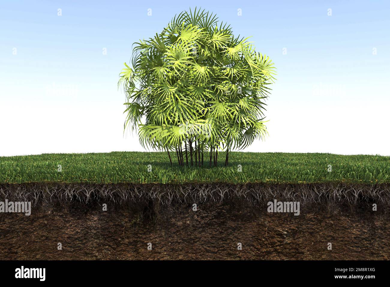tree on the grass and a slice of soil under it, 3d render Stock Photo ...