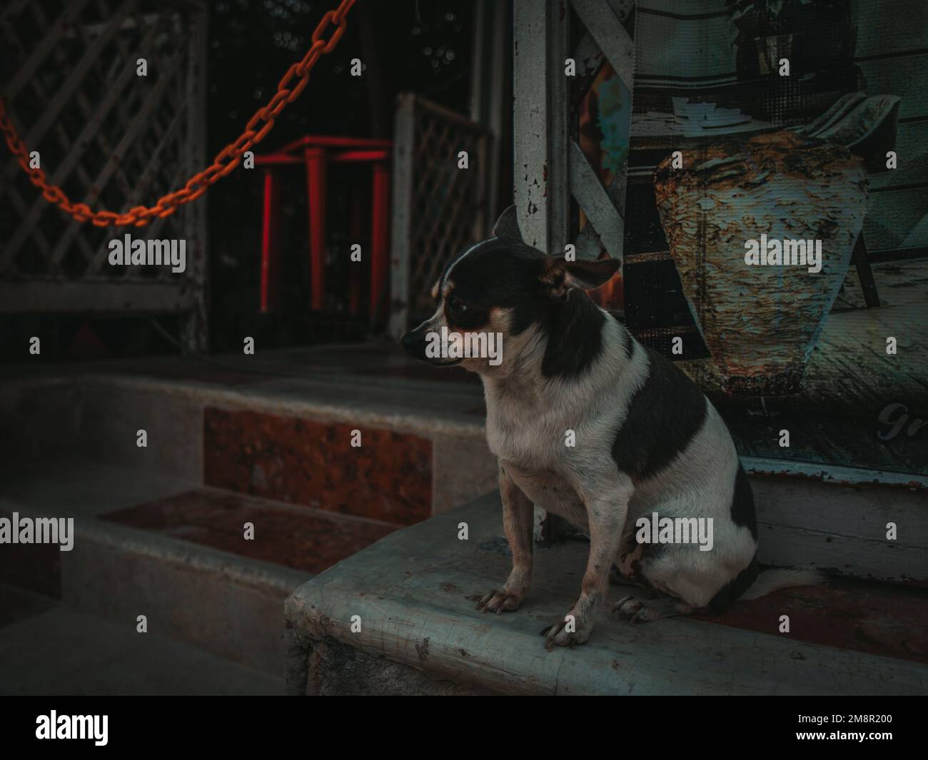 Fat dog chihuahua hi-res stock photography and images - Alamy