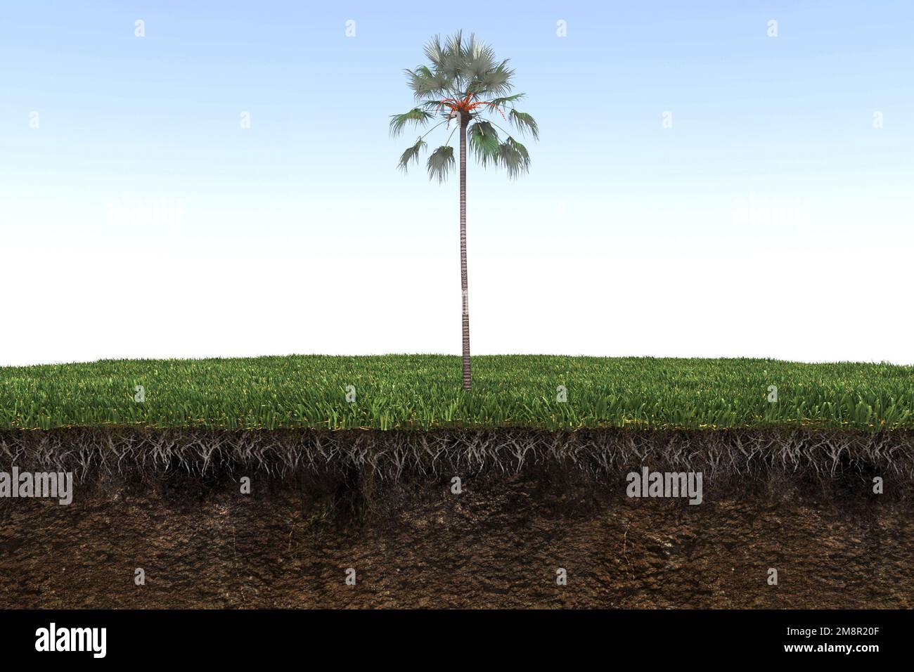 tree on the grass and a slice of soil under it, 3d render Stock Photo ...