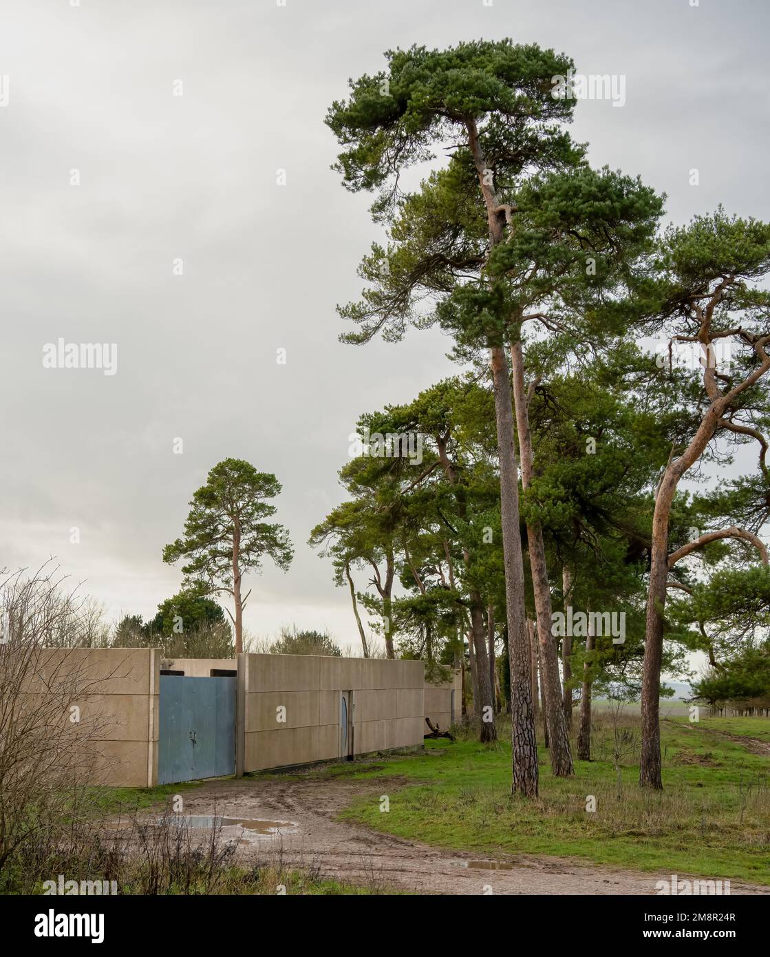 tall fir trees with a mock afghan UK military soldier training village ...