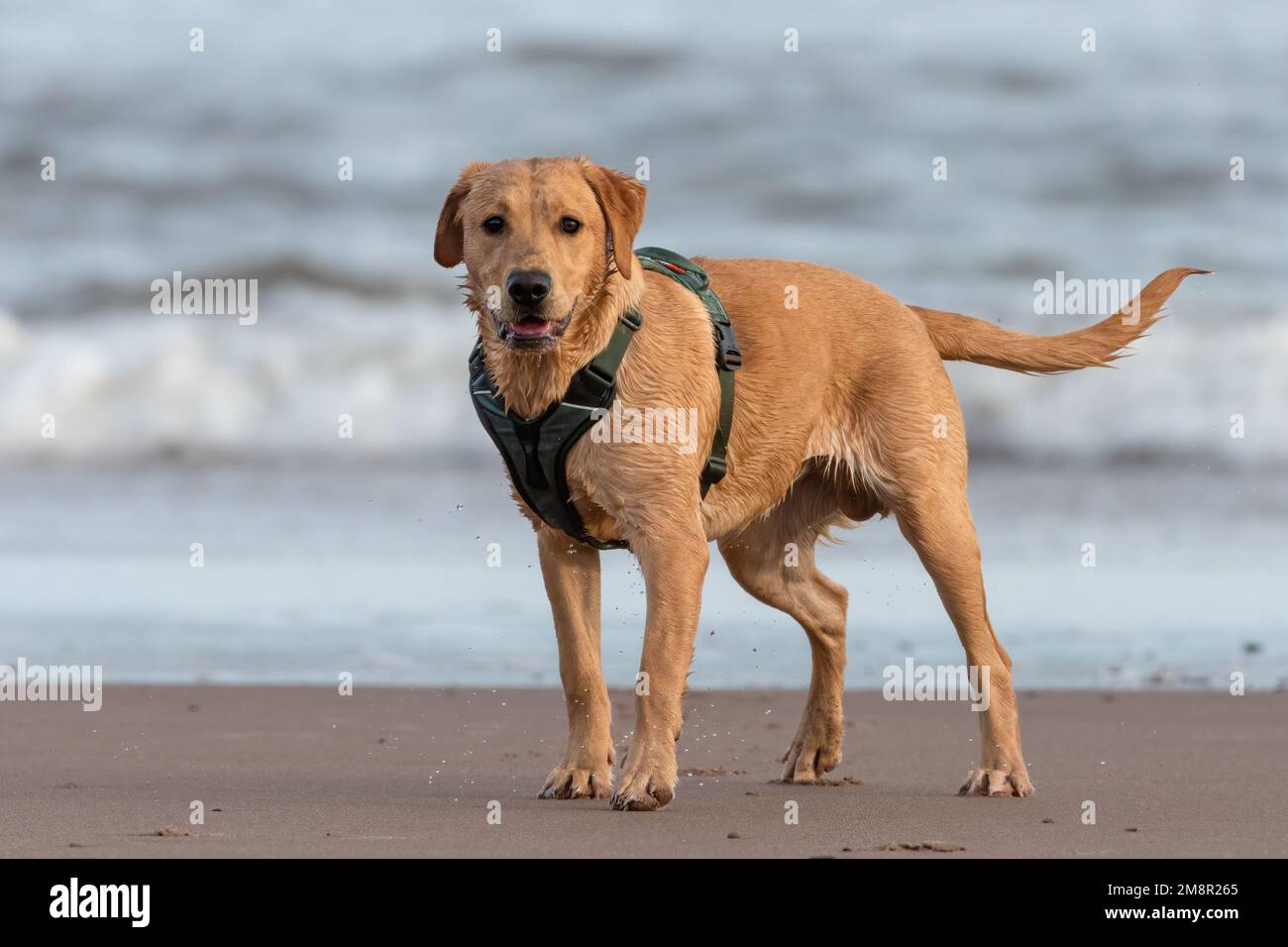 Wet yellow labrador puppy hi-res stock photography and images - Alamy