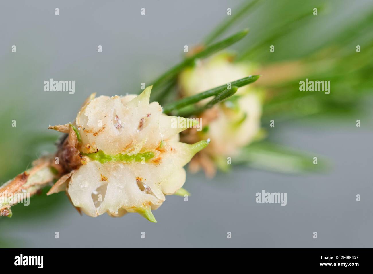 Adelgid aphid gall (Adelges laricis Stock Photo - Alamy