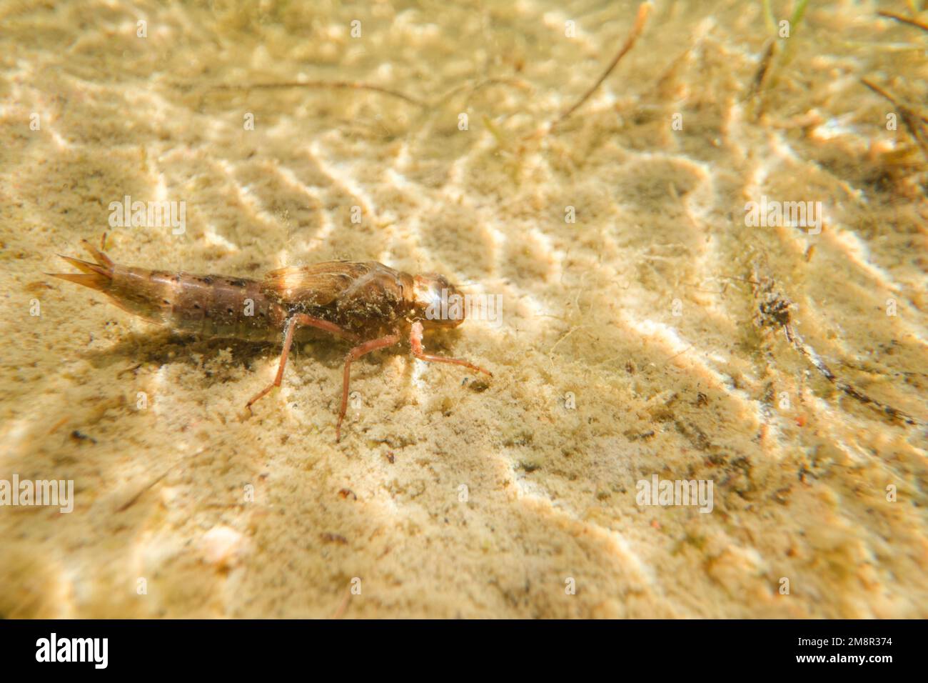 Dragonfly larvae in a pond hi-res stock photography and images - Alamy