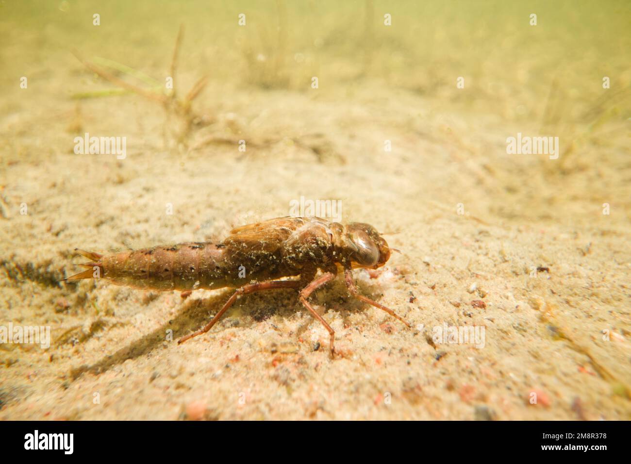 Mosaic darner larva (Aeshna sp) in a pond, wild Finland Stock Photo - Alamy
