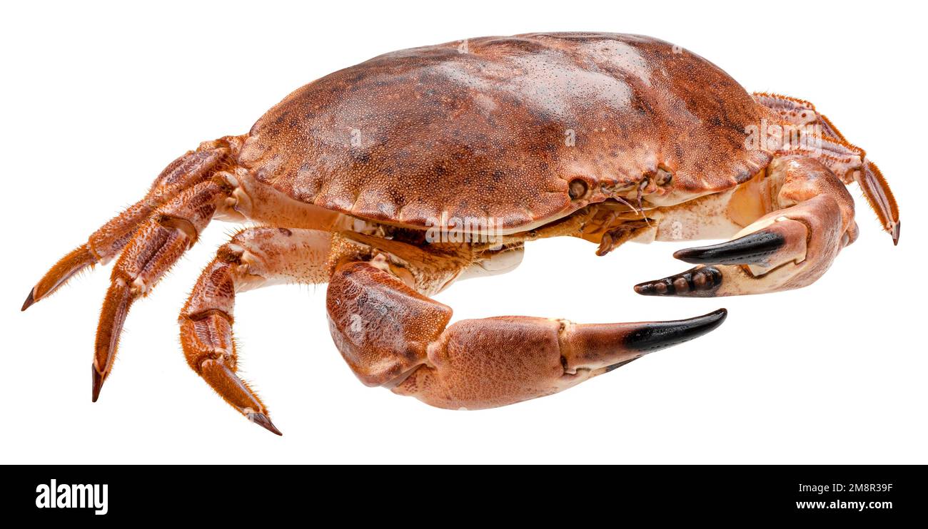 Crab isolated on white background Stock Photo - Alamy