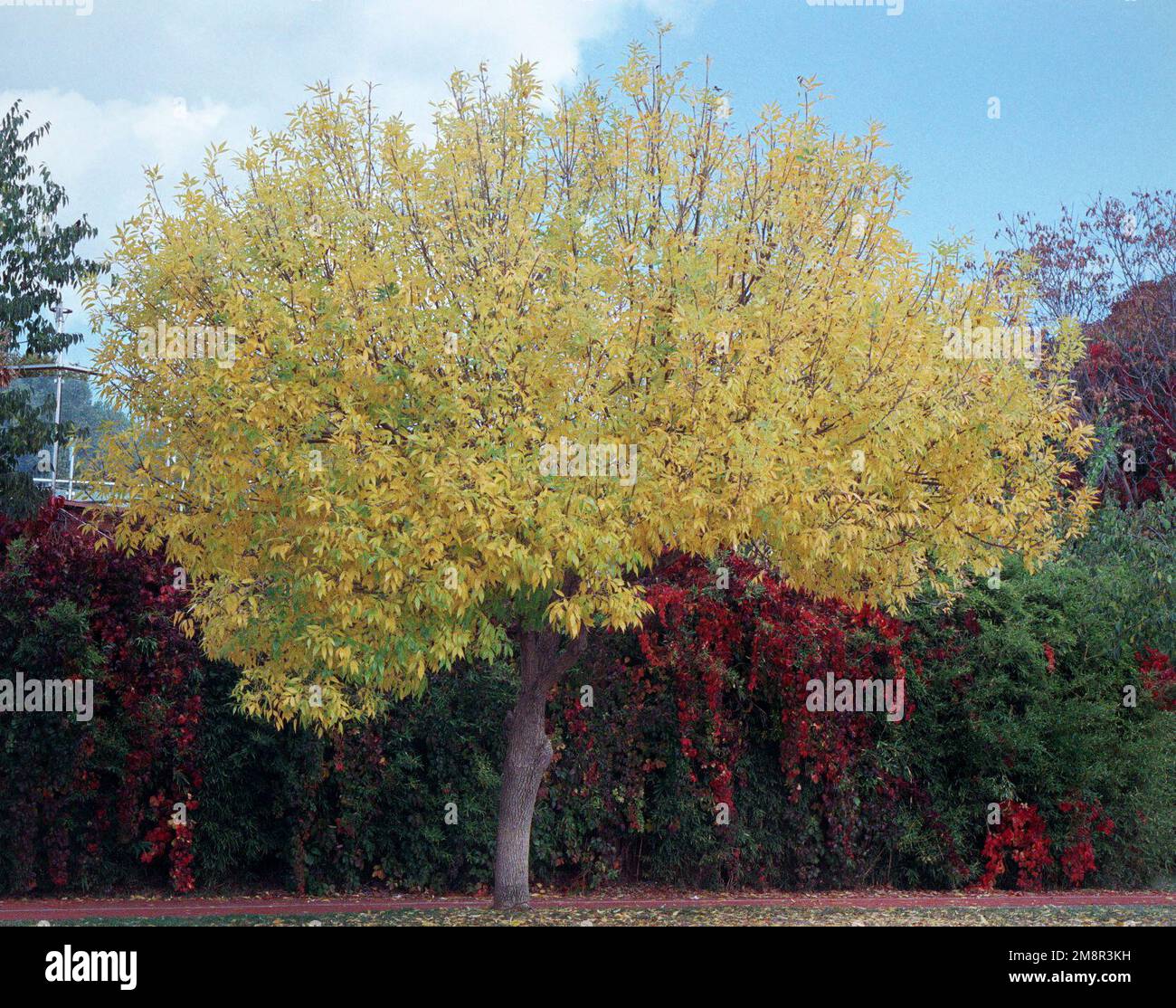 Yellow tree with red and green plants in background. Analog photo shot ...