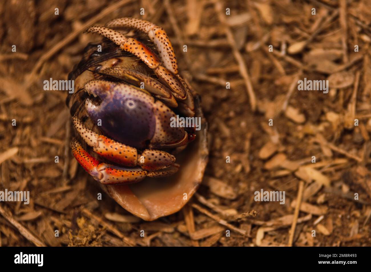 A closeup shot of a Hermit crab in vibrant colors and black spots on ...