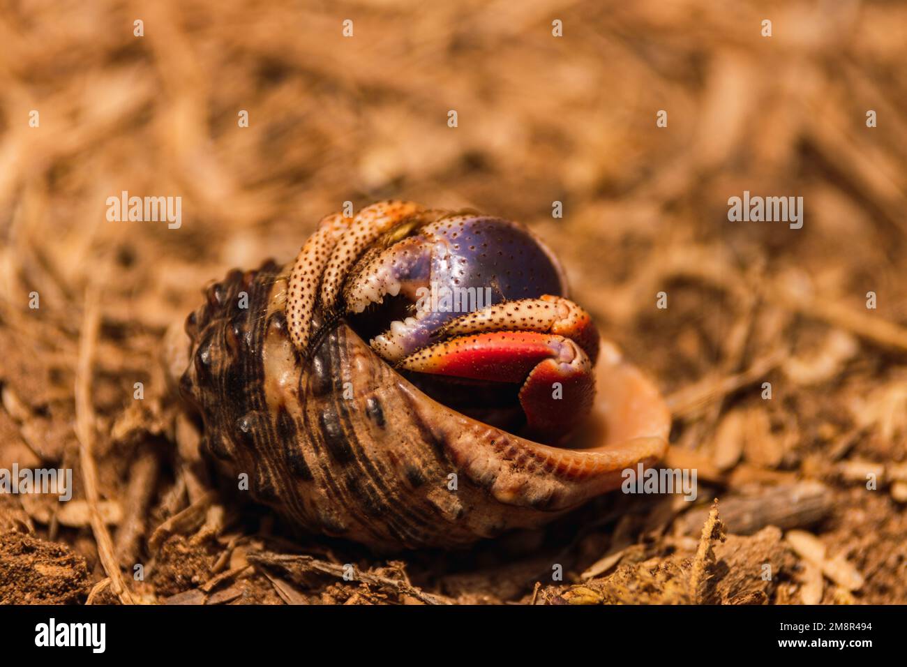 Amacro shot of a Hermit crab in vibrant colors and black spots on the ...