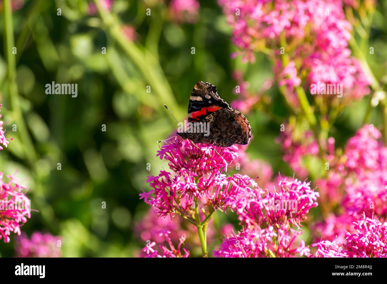 Vanessa atalanta butterfly sitting on a pink flower. Known as the red ...