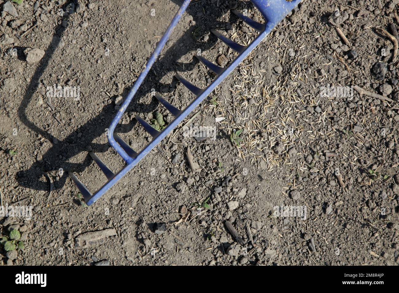 Farmer using a rake to create a fine top layer of soil. Planting grass ...