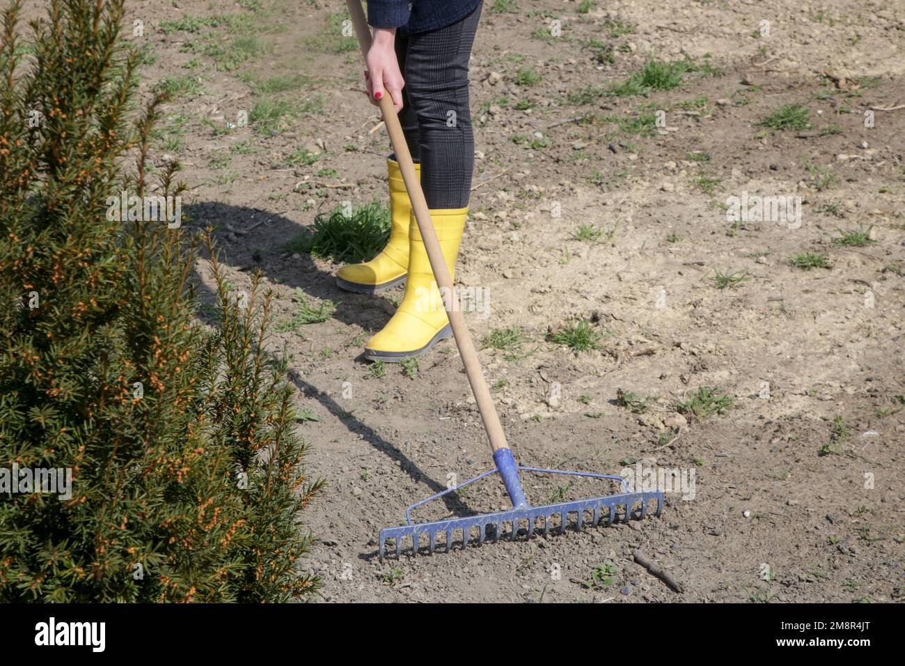 Farmer using a rake to create a fine top layer of soil. Planting grass ...