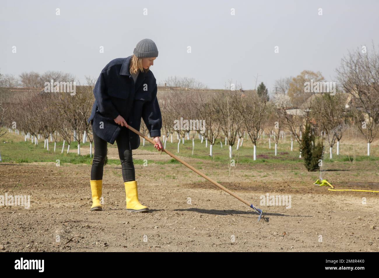 Farmer using a rake to create a fine top layer of soil. Planting grass ...
