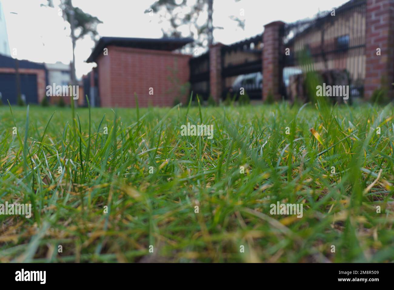 green grass in suburban neighbourhood Stock Photo - Alamy