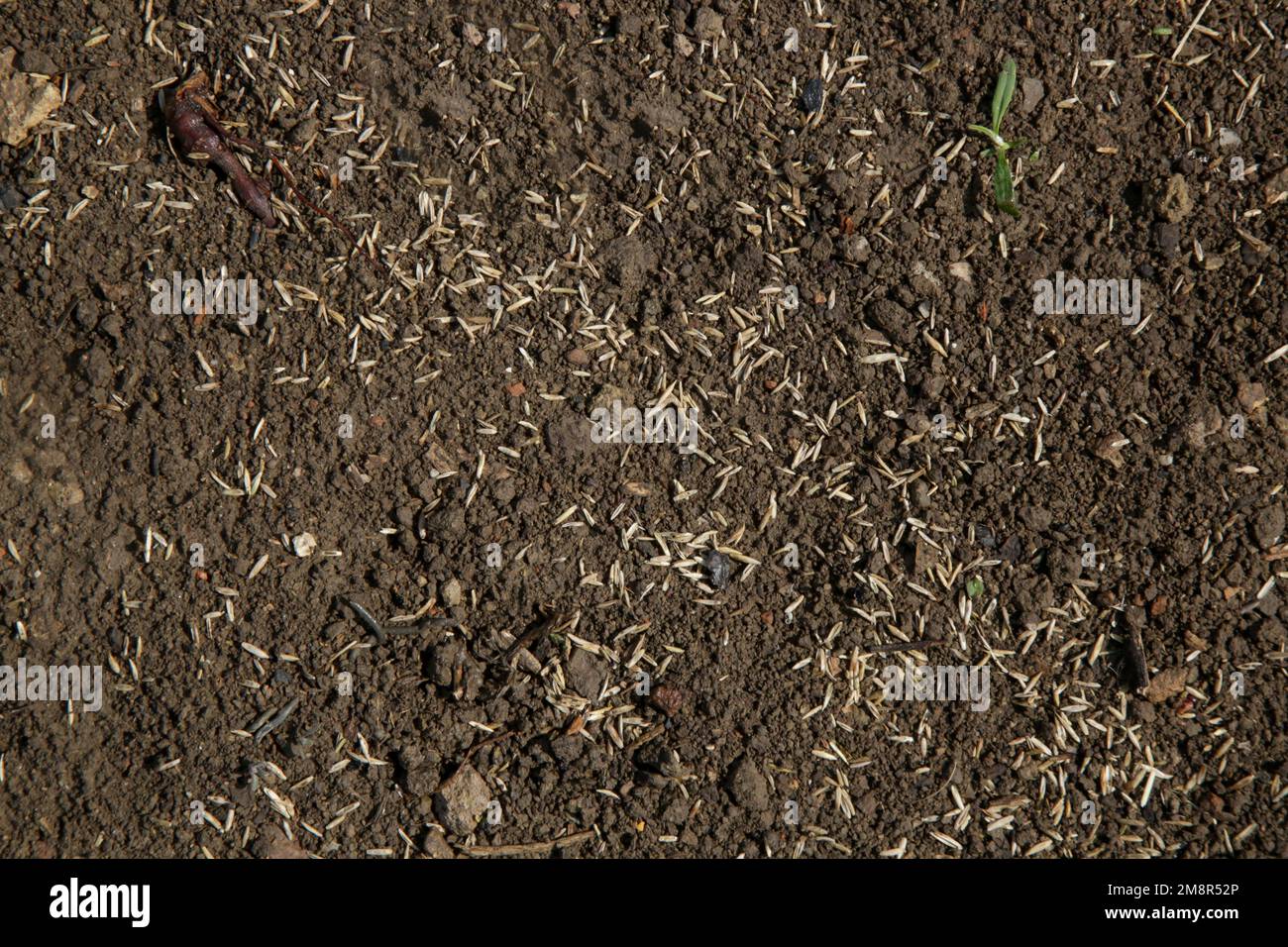 Closeup of grass seeds on fertile soil Stock Photo - Alamy